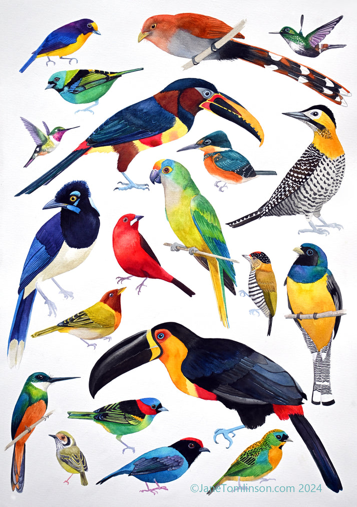 All the colours of the rainforest - colourful birds of Brazilian